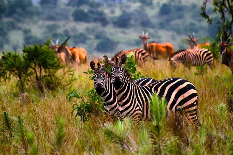 Best of Uganda Wildlife Safari [10 Days Uganda Tour] 2026 Update
