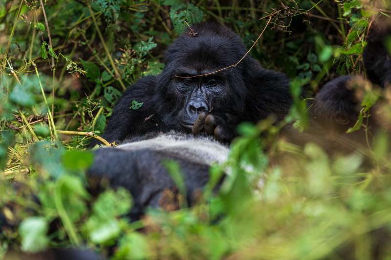 Uganda Gorilla Trekking from Thailand and Flights