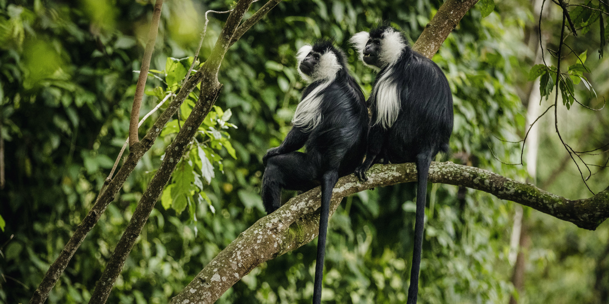 Colobus Monkey Tracking in Nyungwe Forest National Park 2025