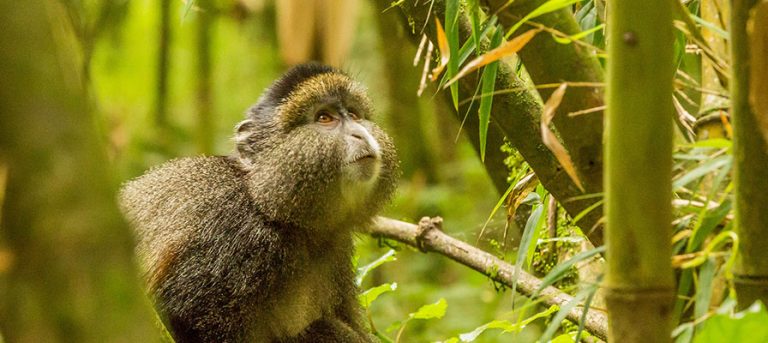 Best Golden Monkey Trekking Destinations in Africa 2026–2027.